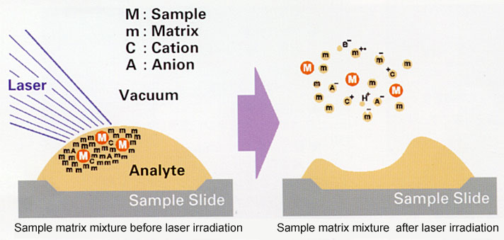 Principles of MALDI-TOF Mass Spectrometry | SHIMADZU EUROPA